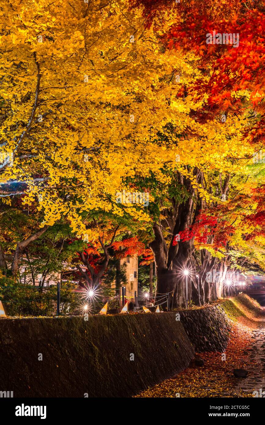 Night display of the colorful trees in autumn at Fujikawaguchiko next ...