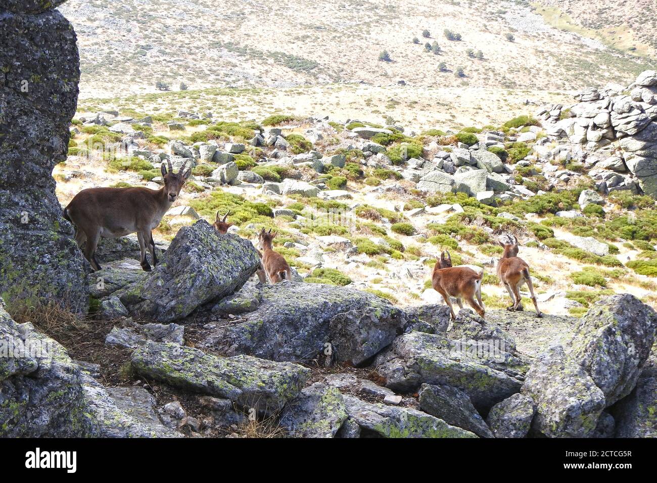 Wild deer on the rocky cliffs Stock Photo - Alamy