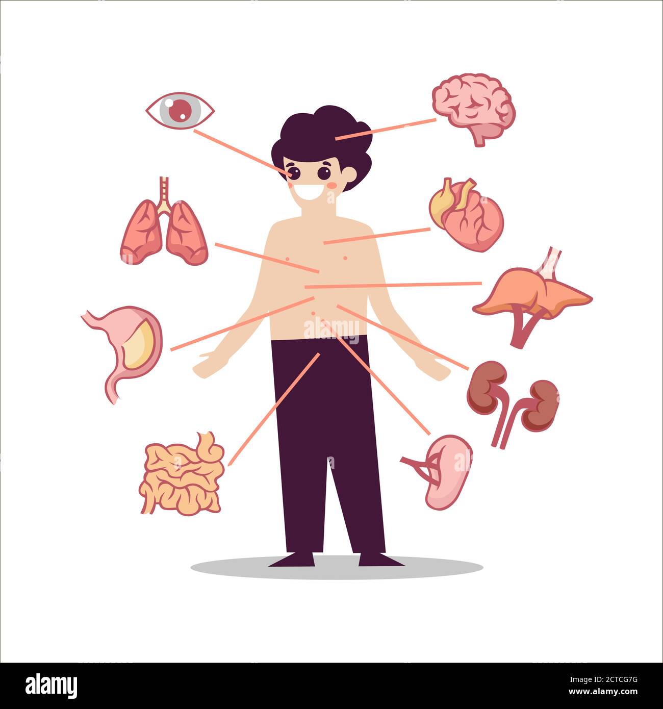 Human anatomy organs illustration Semicircular lungs with heart muscle ...