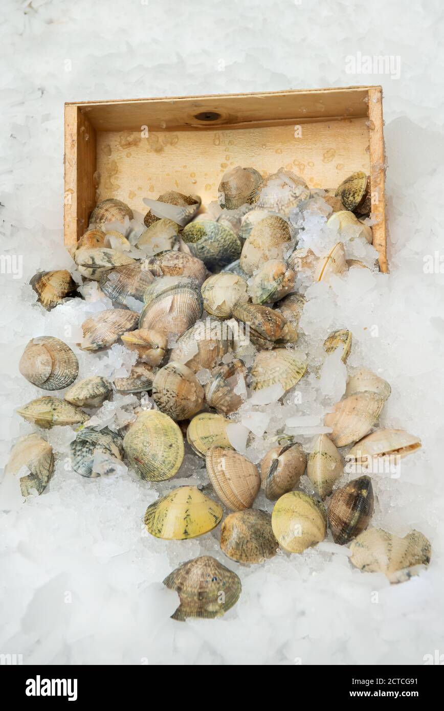 Vertical shot of fresh raw seashells on ice in the freezer Stock Photo ...
