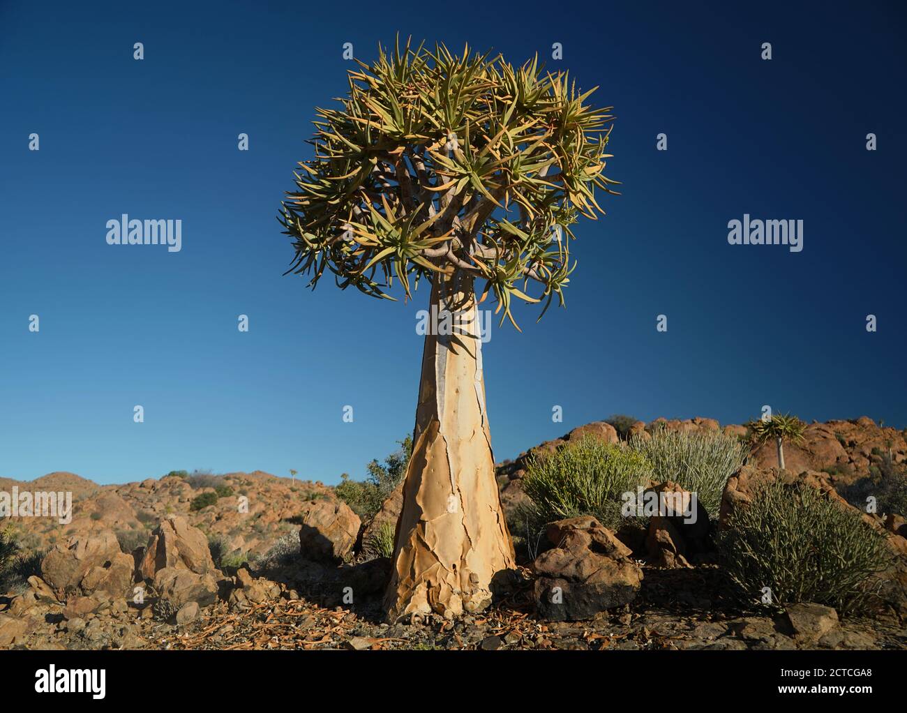Quiver tree or Kokerboom in South Africa Stock Photo - Alamy
