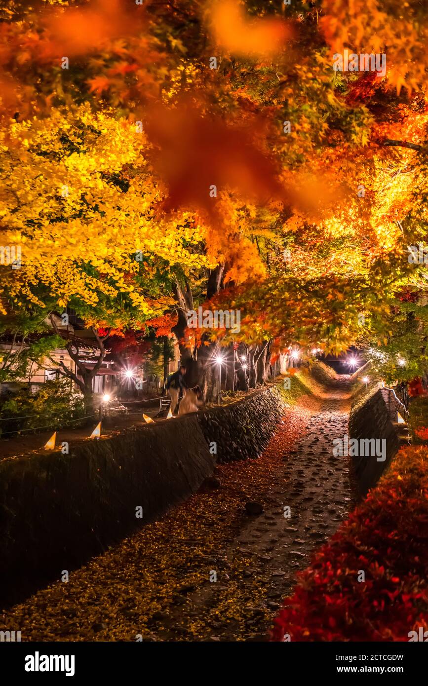 Night display of the colorful trees in autumn at Fujikawaguchiko next ...