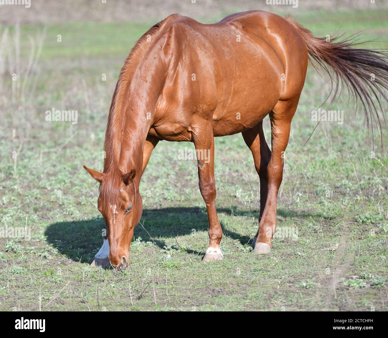 Horses on the farm in early spring in the daytime Stock Photo - Alamy