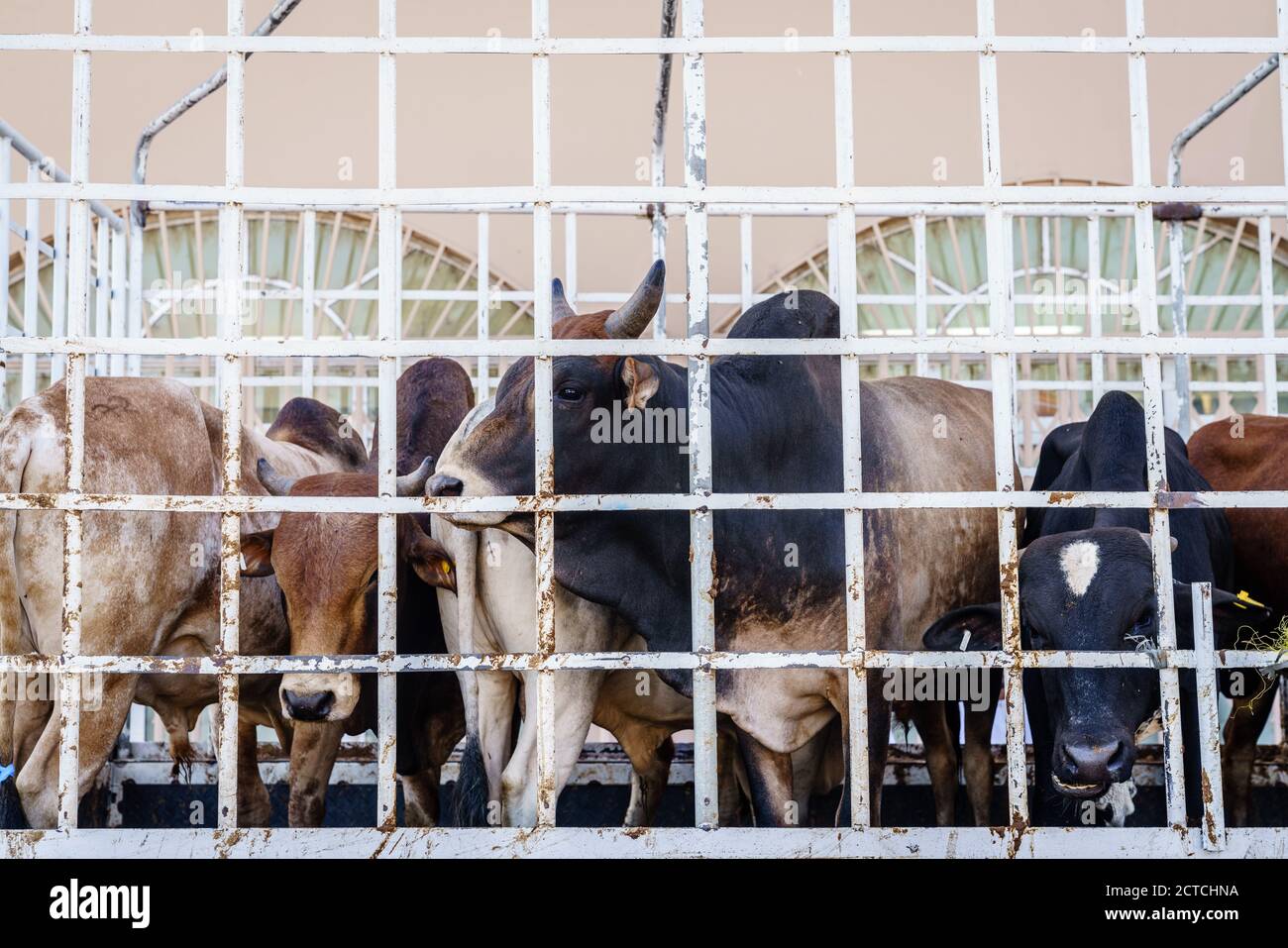 Cows in a cattle truck at the Friday market in Nizwa, Oman Stock Photo ...