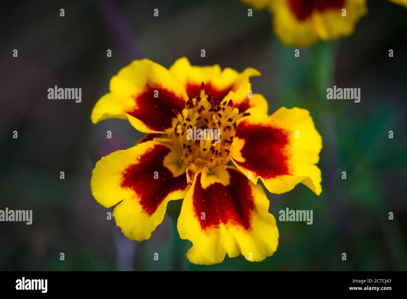 Dwarf marigold hi-res stock photography and images - Alamy