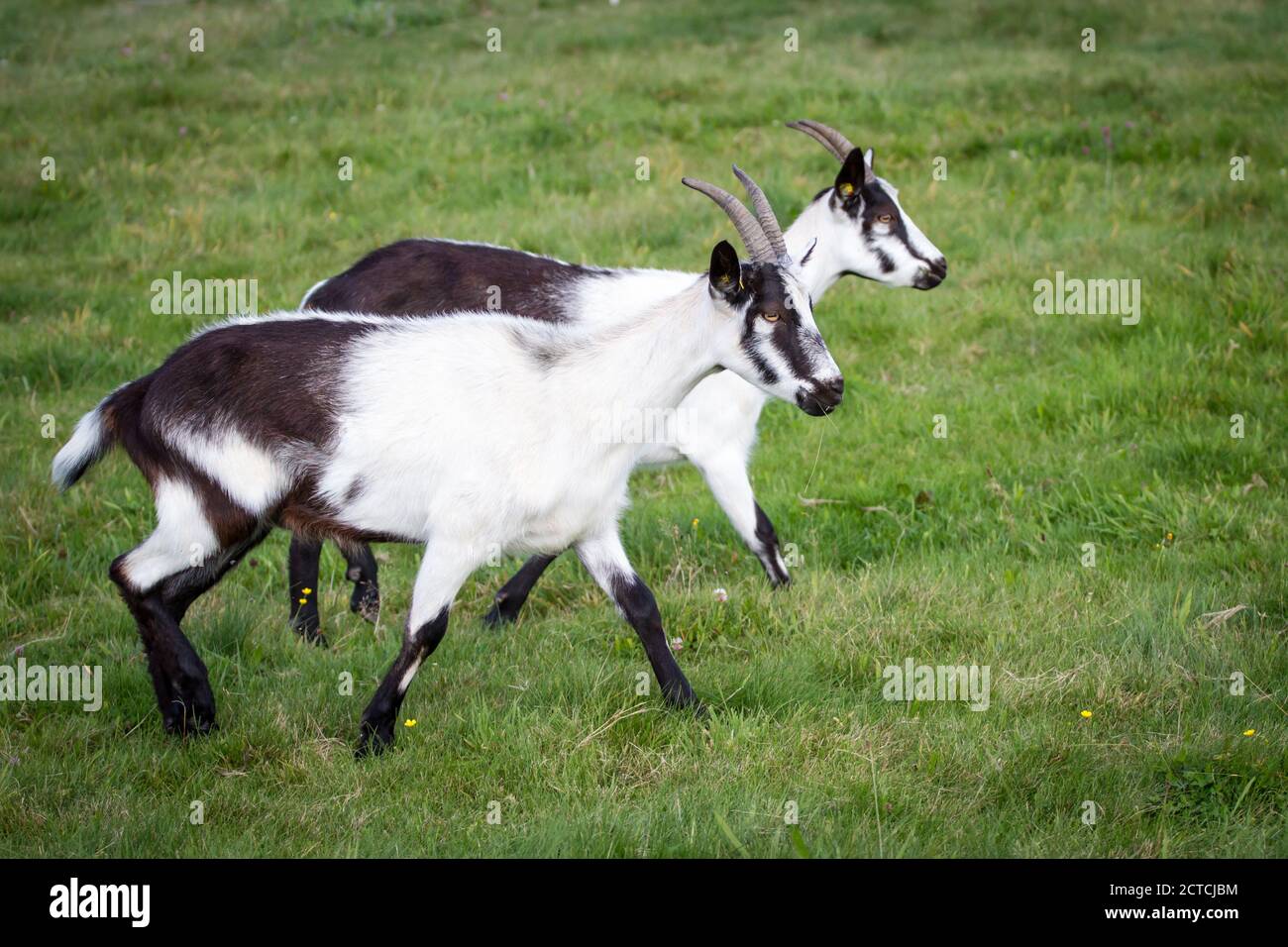 Pfauenziegen (peacock goats), an endangered goat breed from Austria ...