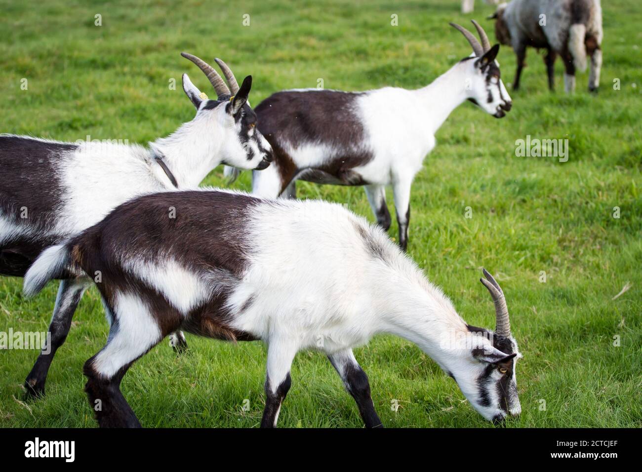Pfauenziegen (peacock goats), an endangered goat breed from Austria ...