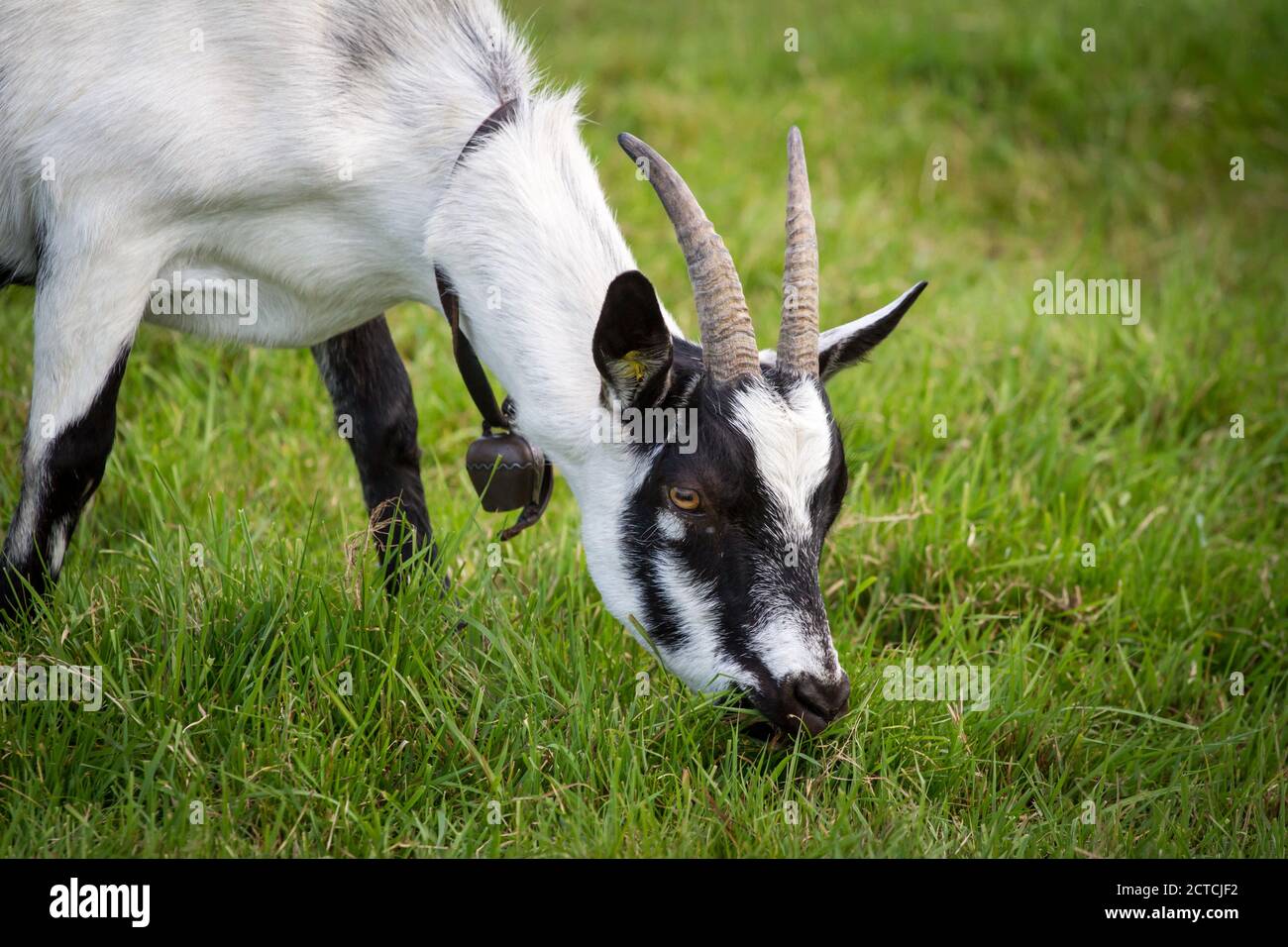 Pfauenziege (peacock goat) grazing, an endangered goat breed from ...
