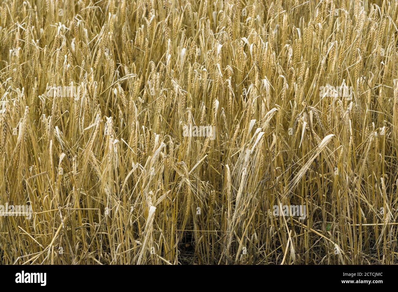Field of barley ripening in sun Stock Photo - Alamy