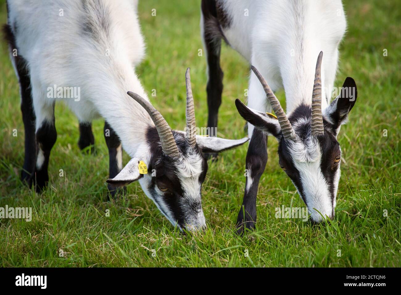 Pfauenziegen (peacock goats), an endangered goat breed from Austria ...