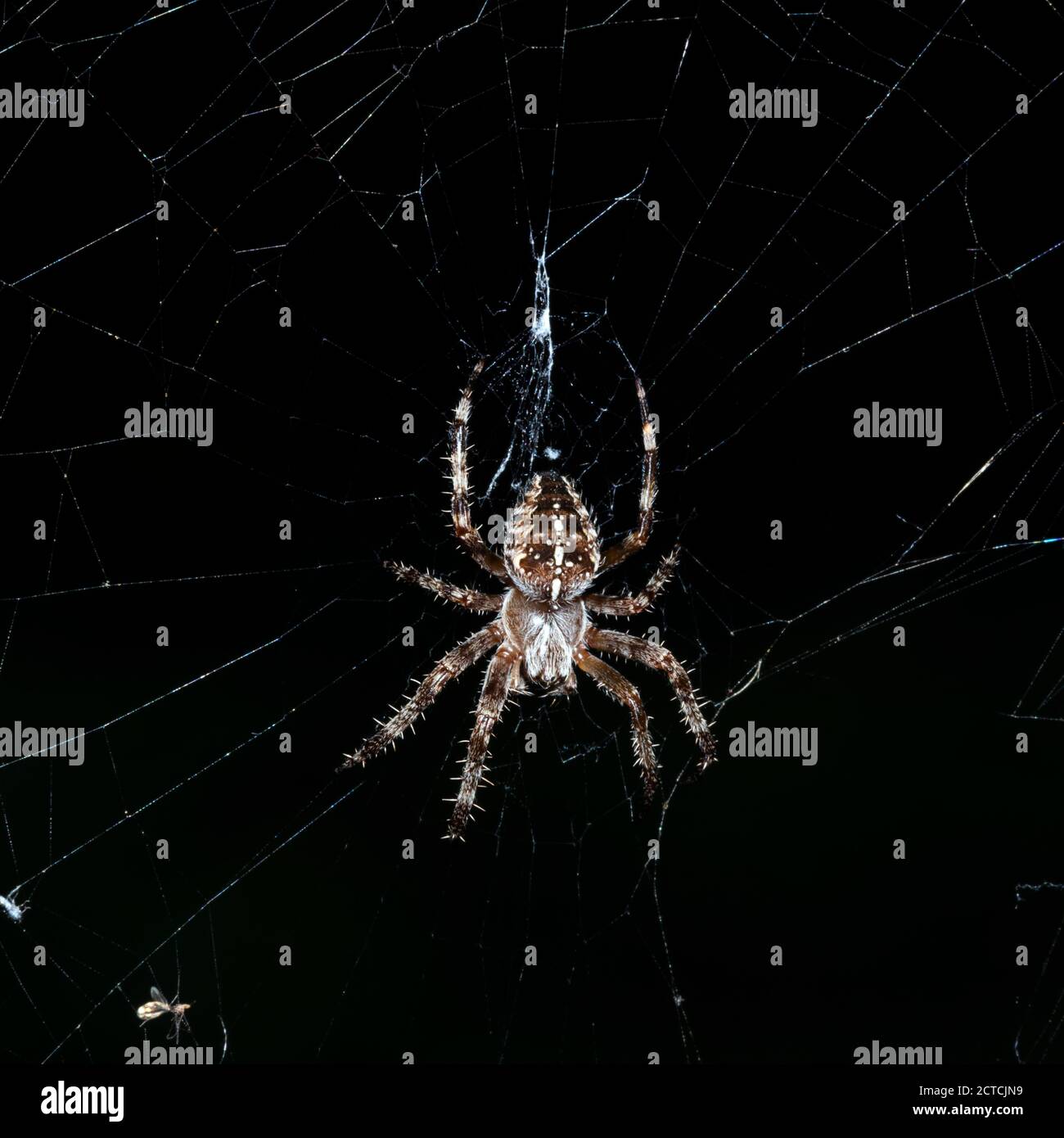 Garden spider underside on web hi-res stock photography and images - Alamy