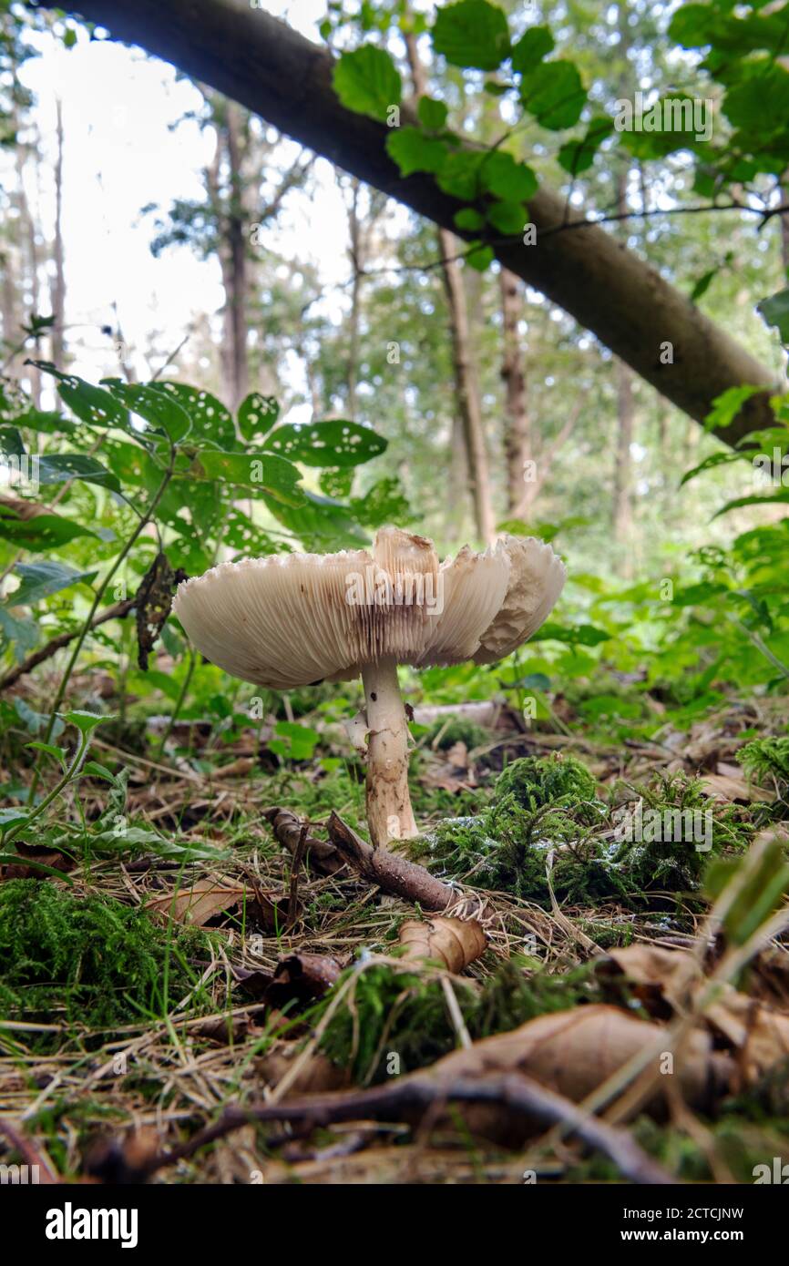 Seasonal funghi hi-res stock photography and images - Alamy