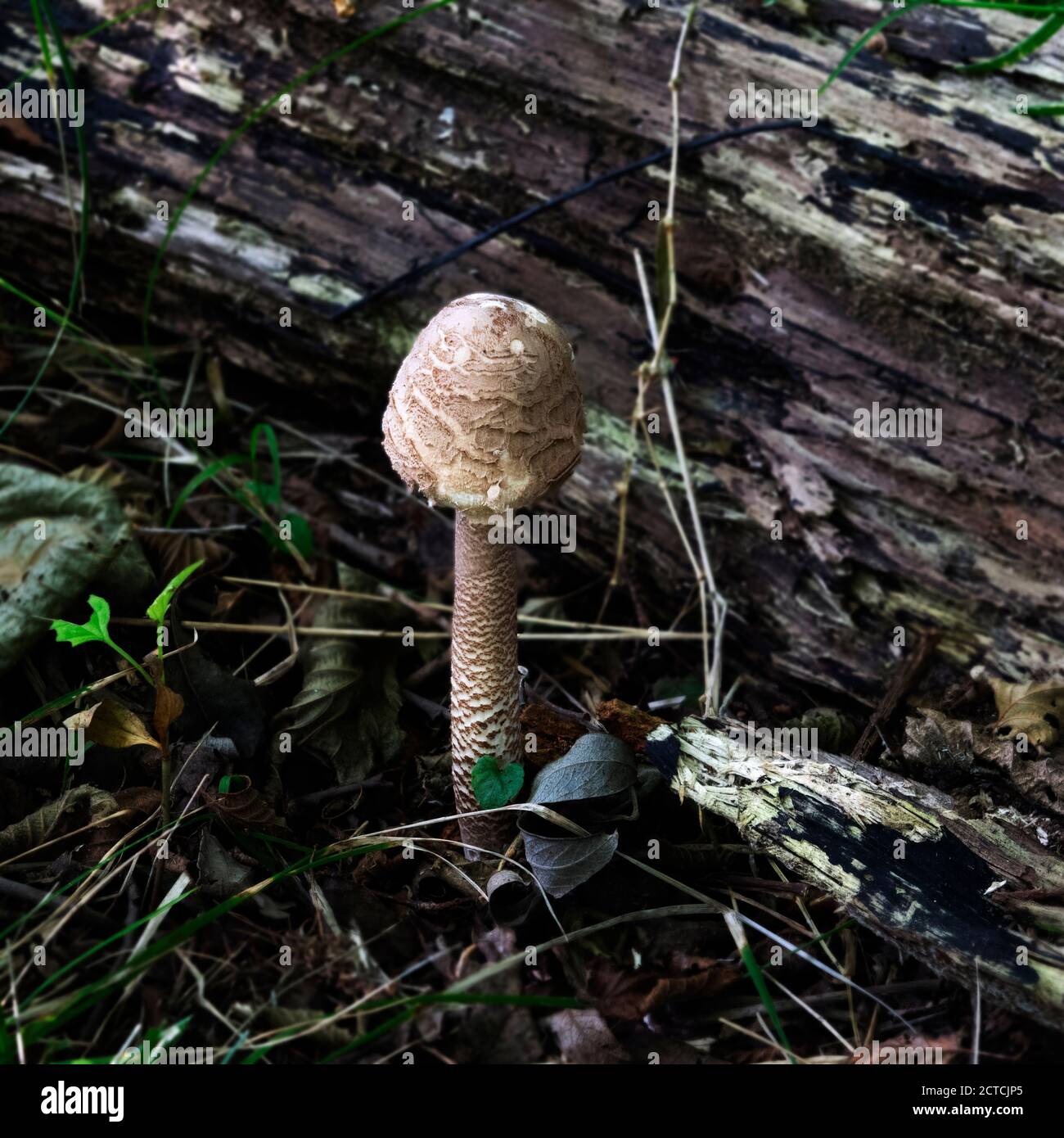 Seasonal funghi hi-res stock photography and images - Alamy