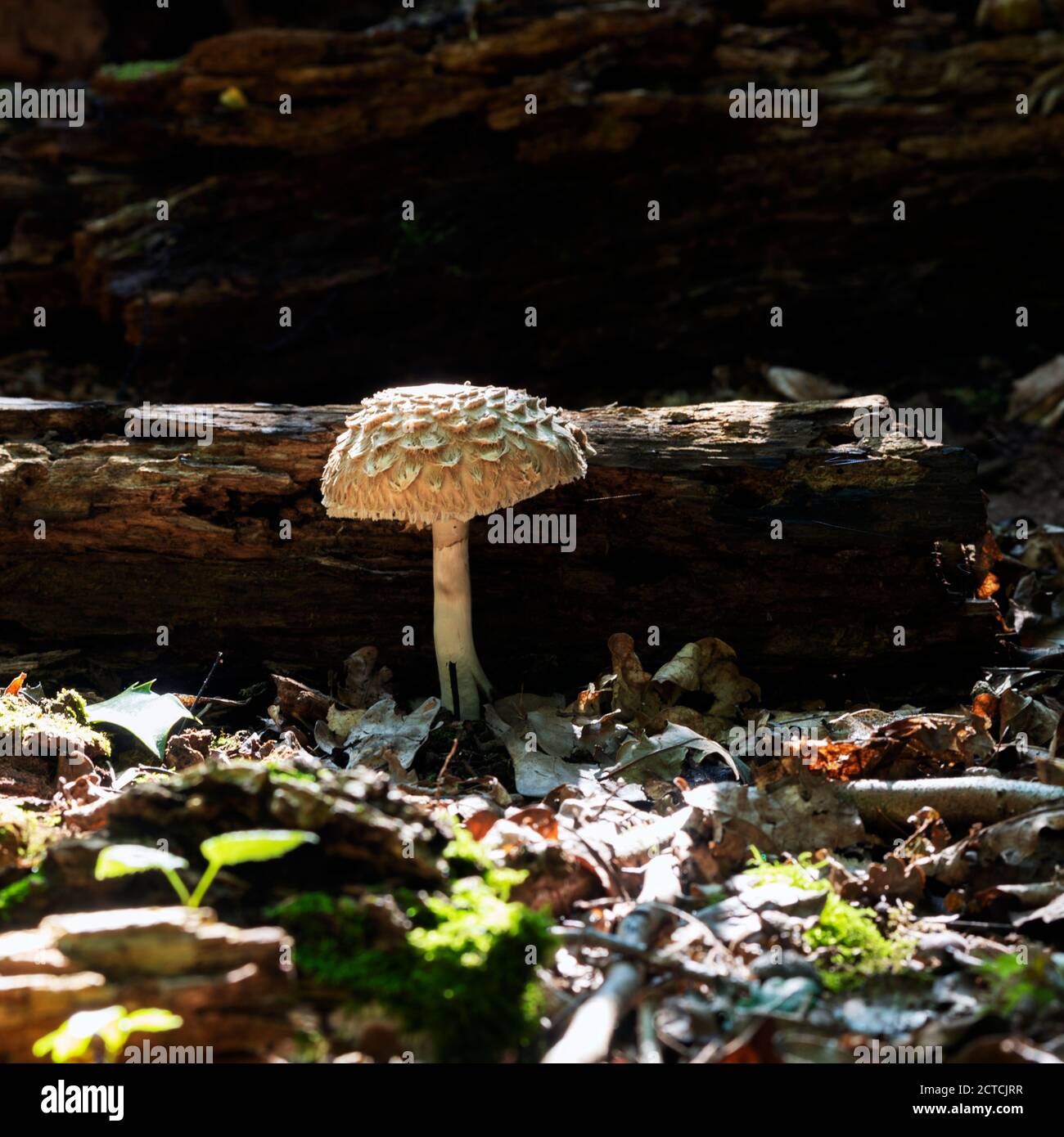 Seasonal funghi hi-res stock photography and images - Alamy