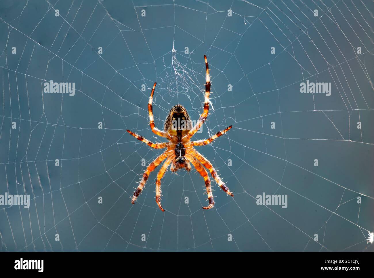Orb spider on web, daylight Stock Photo - Alamy