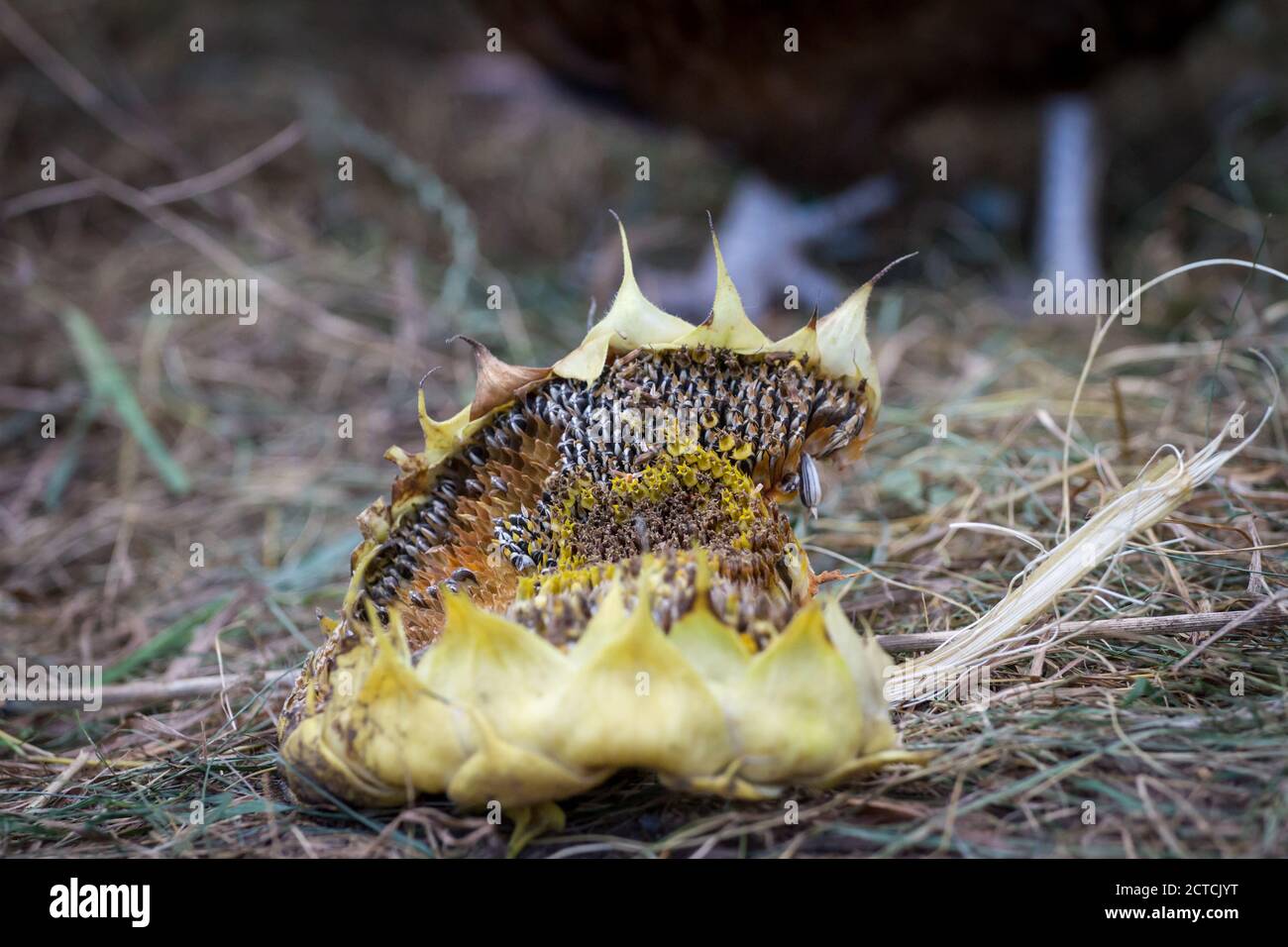 Decayed sunflower hi-res stock photography and images - Alamy