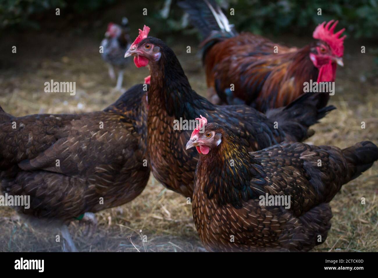 Dorking chickens, an old chicken breed from England Stock Photo - Alamy