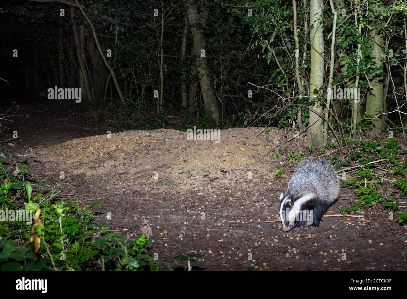 Badger feeding hi-res stock photography and images - Alamy