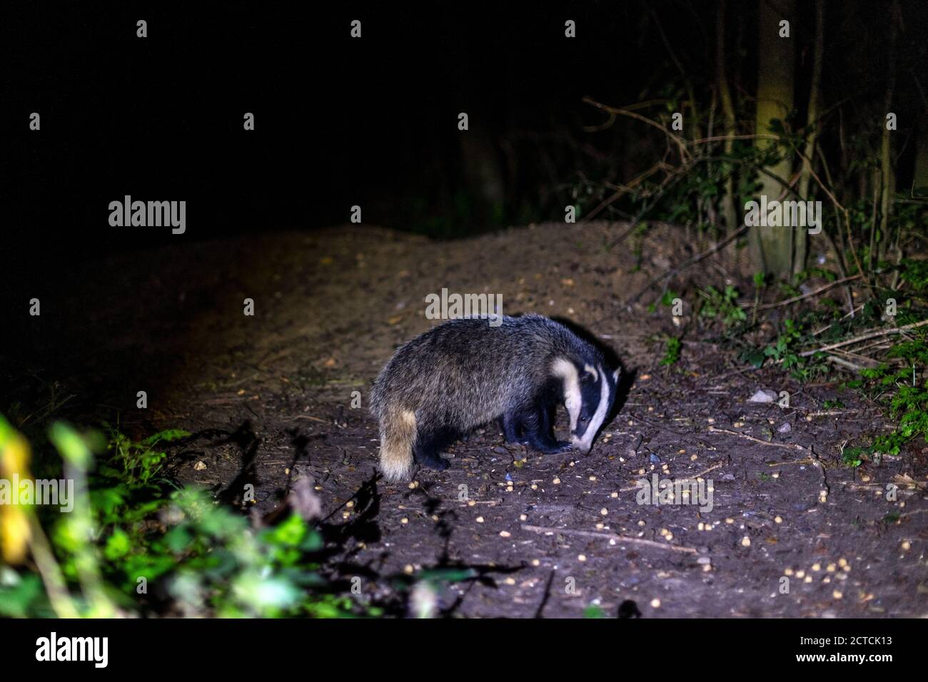 Feeding on path hi-res stock photography and images - Alamy