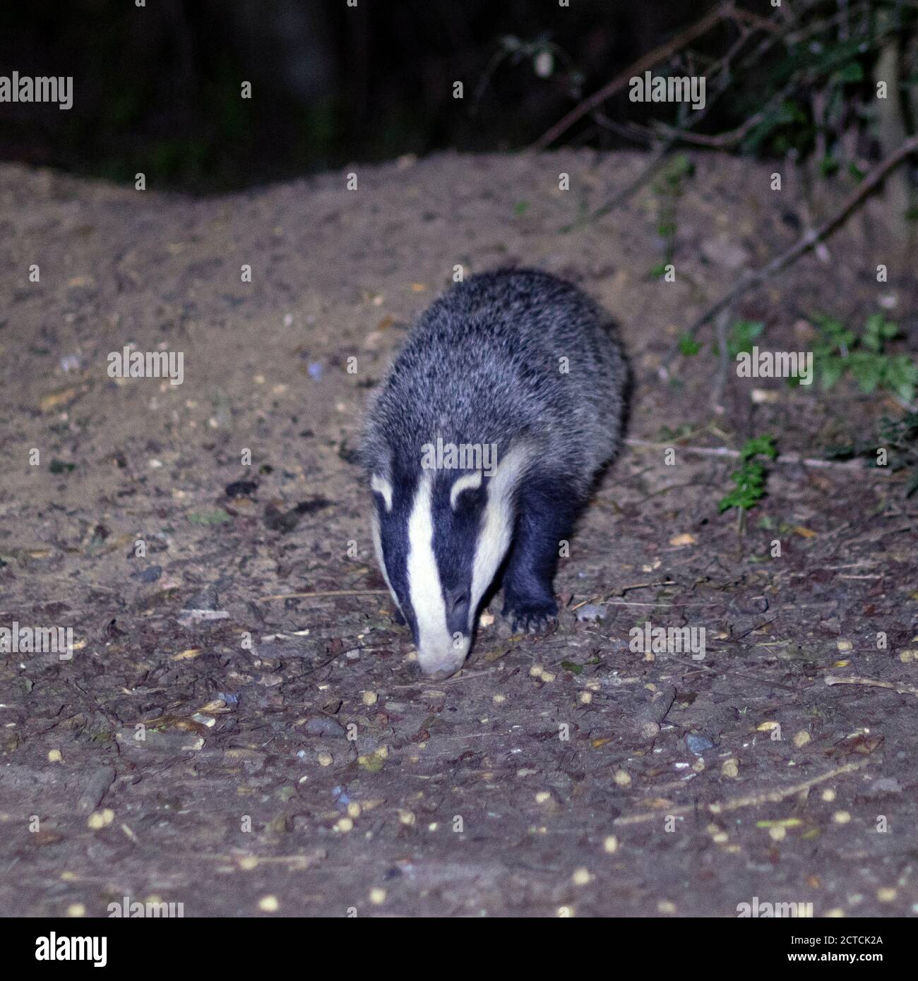Feeding on path hi-res stock photography and images - Alamy