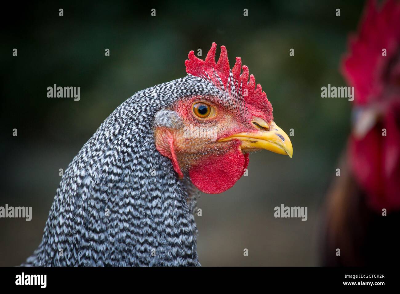 Amrock portrait hi-res stock photography and images - Alamy