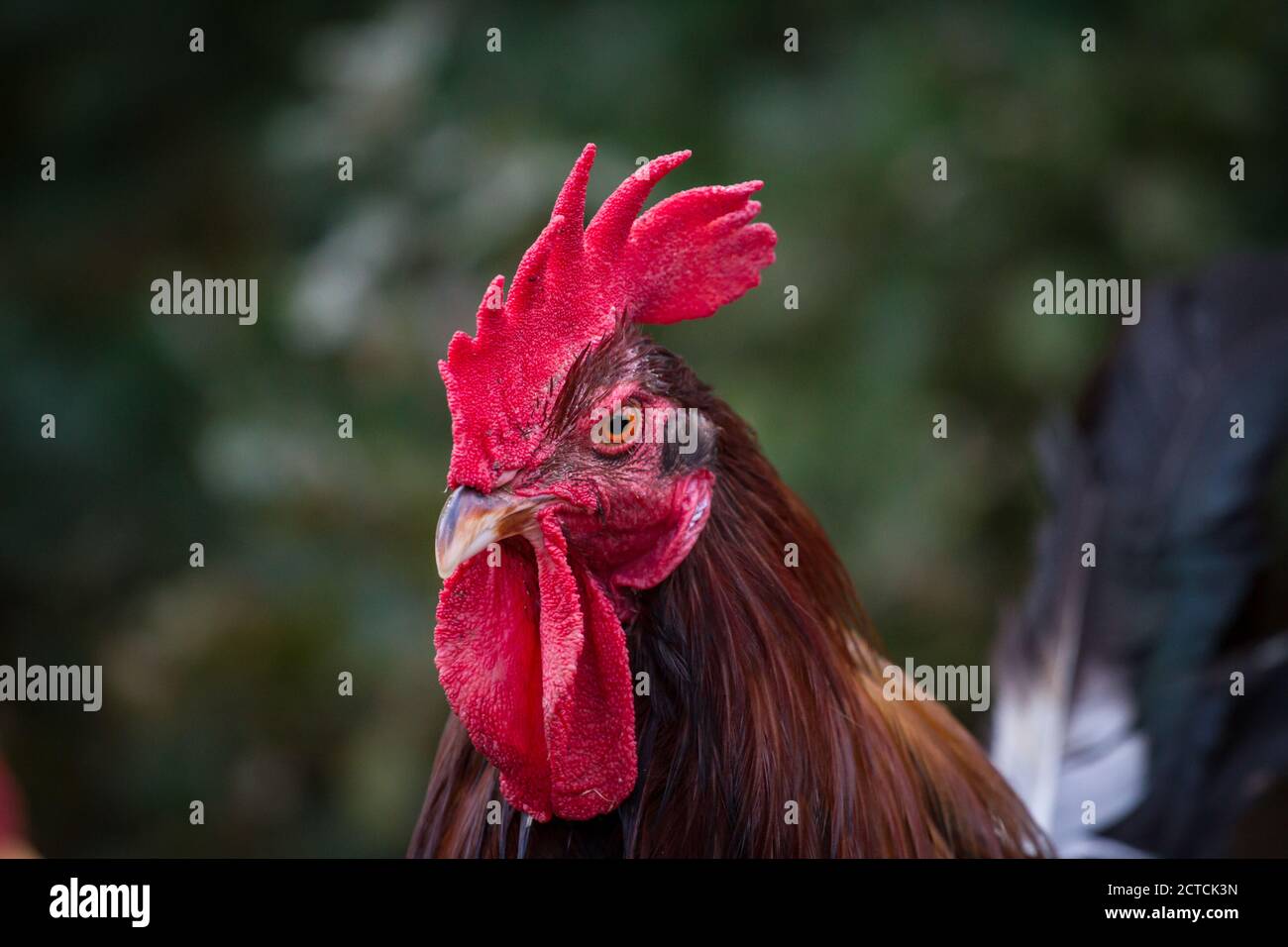 Portrait of a Dorking rooster, an old chicken breed from England Stock ...