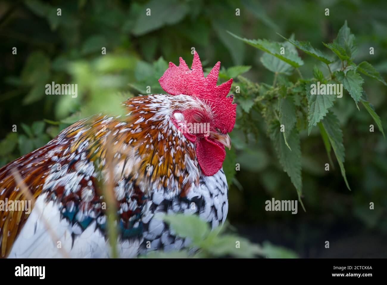 Stoapiperl/ Steinhendl rooster sleeping, an endangered chicken breed ...
