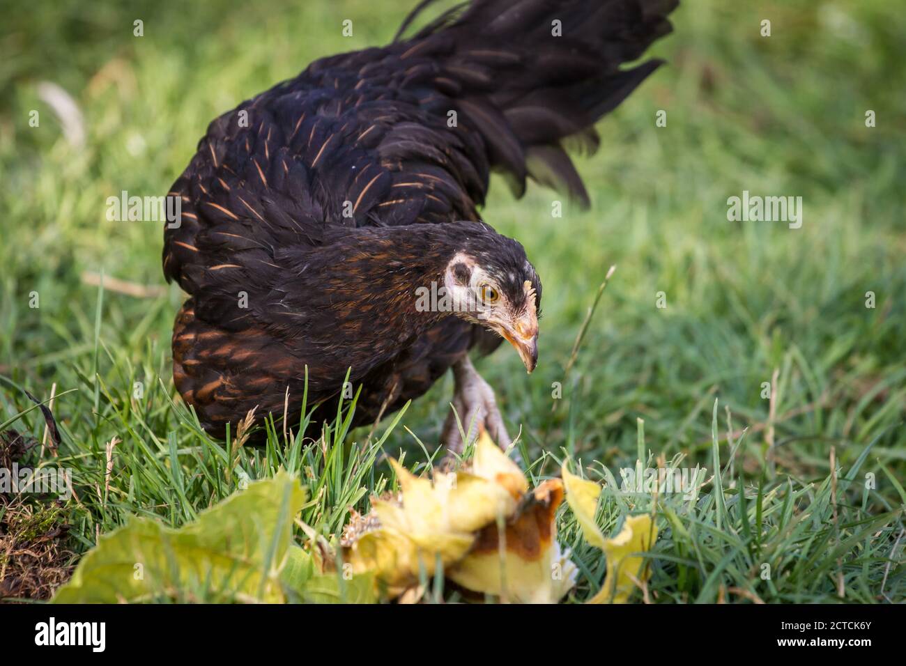 Young Dorking hen, an old chicken breed from England Stock Photo - Alamy