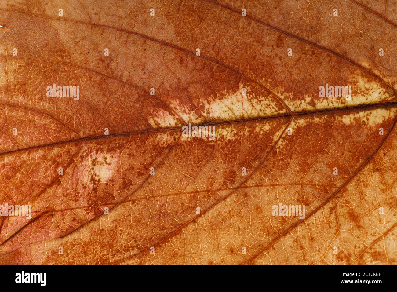 old maple leaf close up. background for designer Stock Photo - Alamy