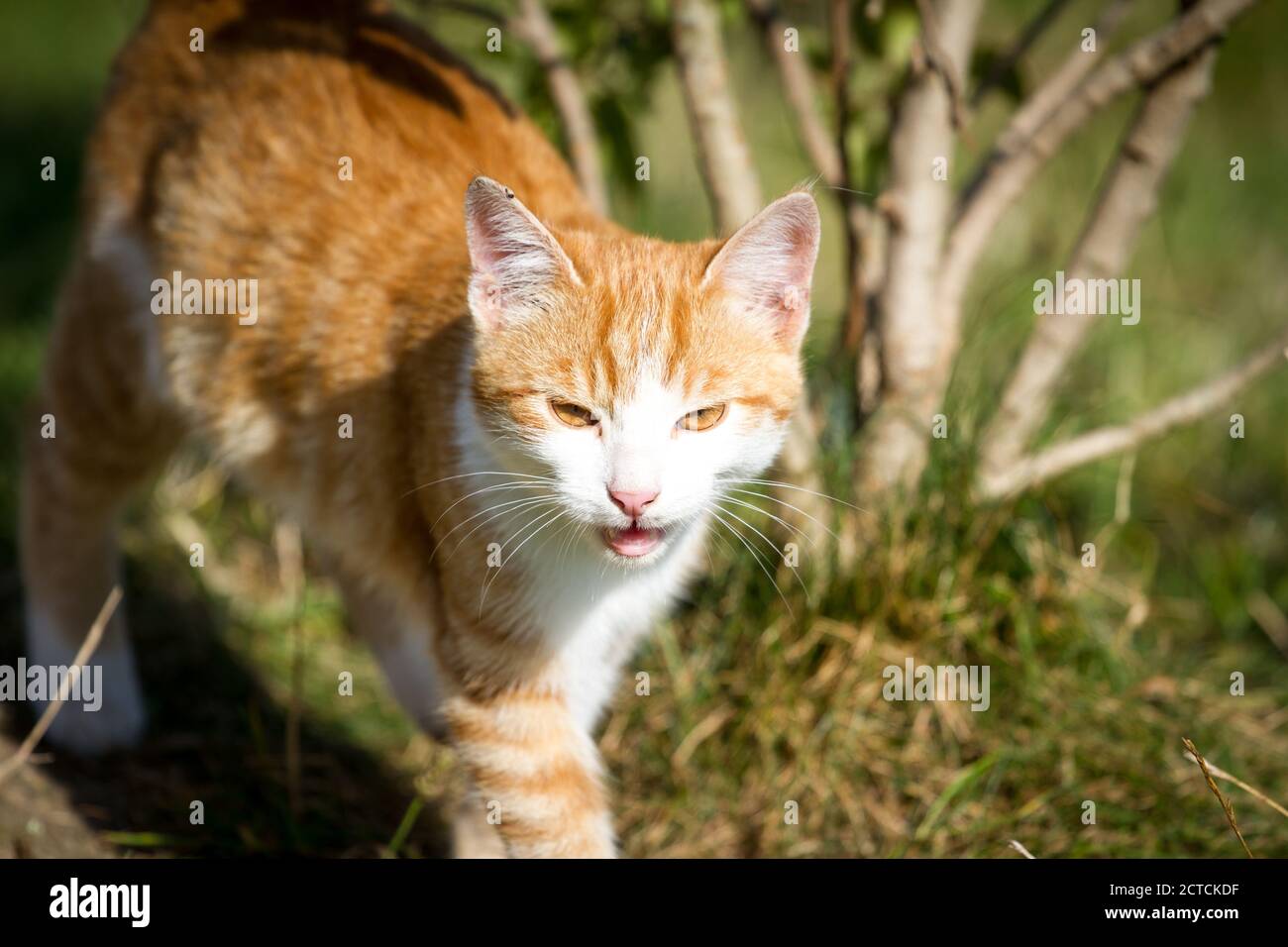 Cat meowing hi-res stock photography and images - Alamy