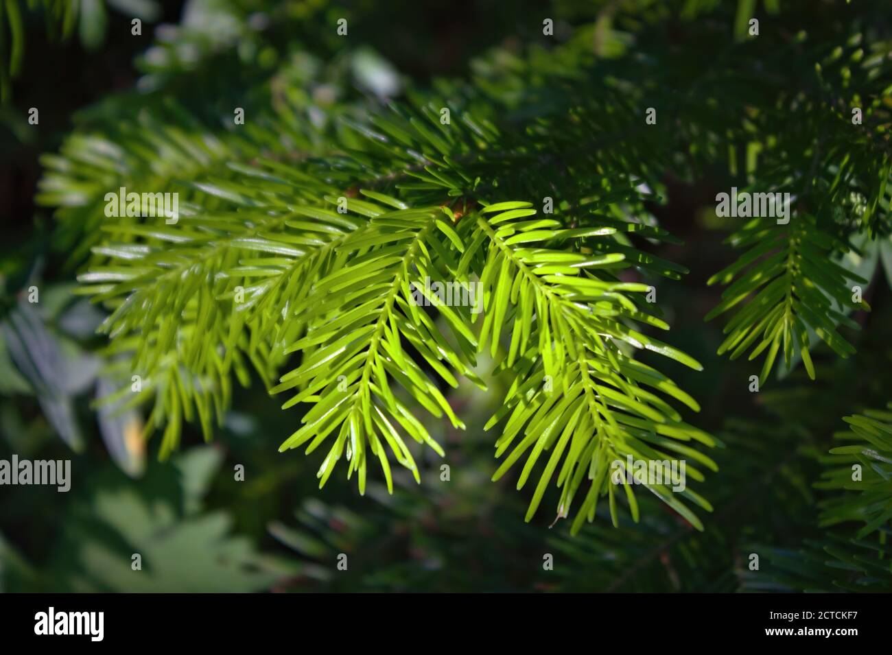 Brunch pine hi-res stock photography and images - Alamy