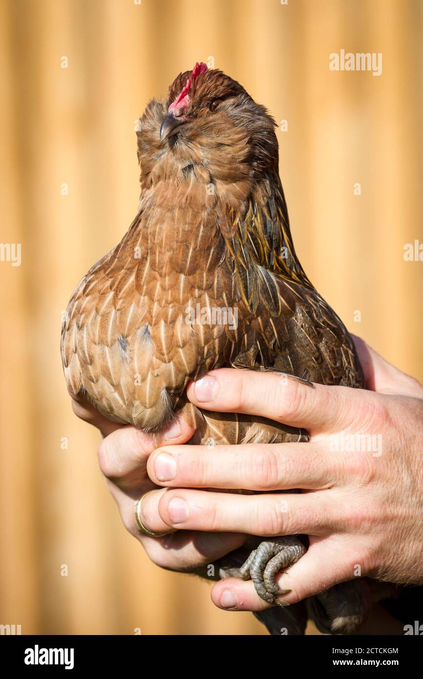 Thuringian bearded chicken hi-res stock photography and images - Alamy