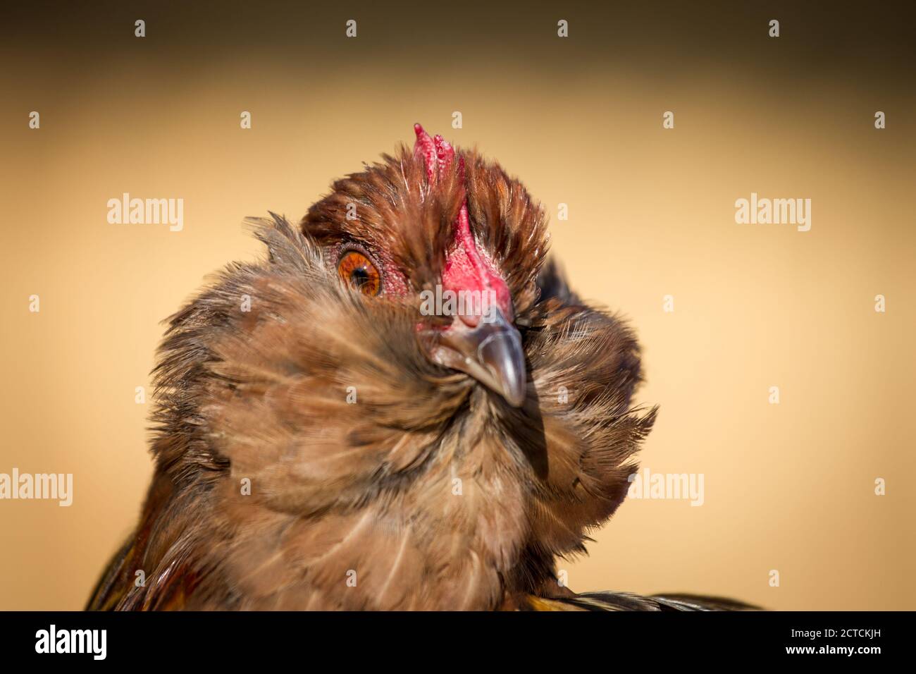 Bantam Thuringian Bearded Chicken hen (Thüringer Zwerg-Barthuhn), a ...