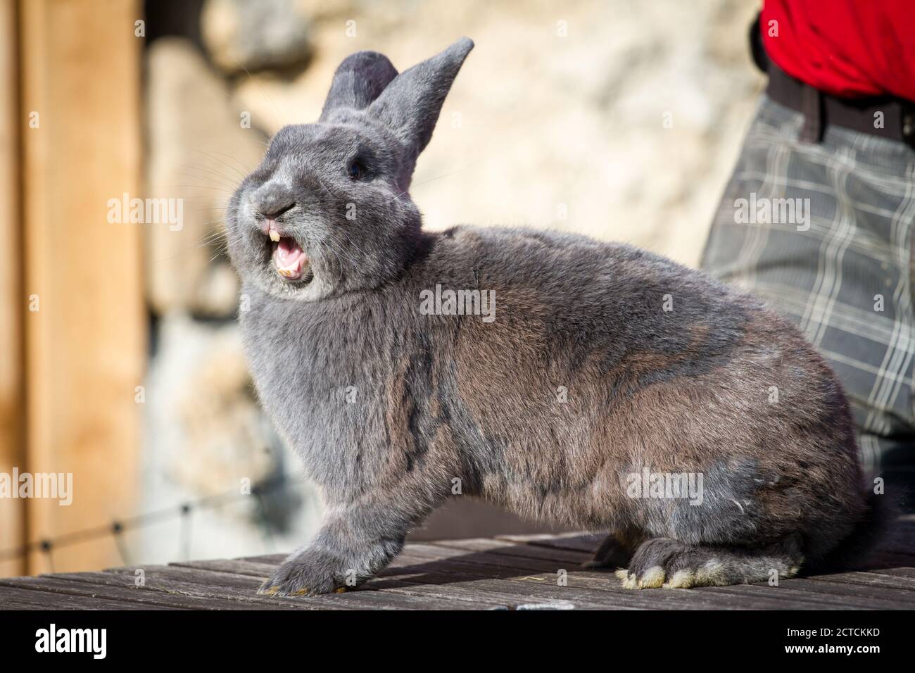 Blue Vienna (Blaues Wienerkaninchen), a rabbit breed from Austria Stock ...