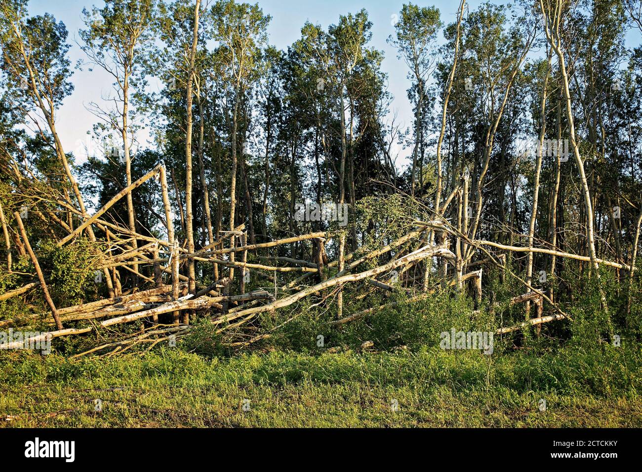 A forest of poplar trees snapped in half from a wind storm in a summer ...