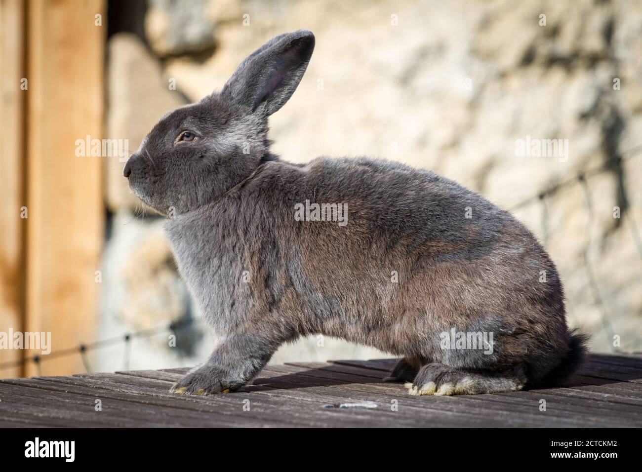 Rabbit breed hi-res stock photography and images - Alamy