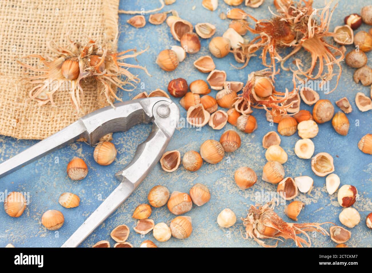 Hazelnuts with nut cracker on rustic blue background. Organic hazelnuts ...