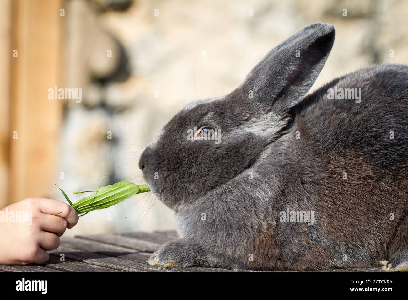 Blue Vienna (Blaues Wienerkaninchen), a rabbit breed from Austria Stock ...