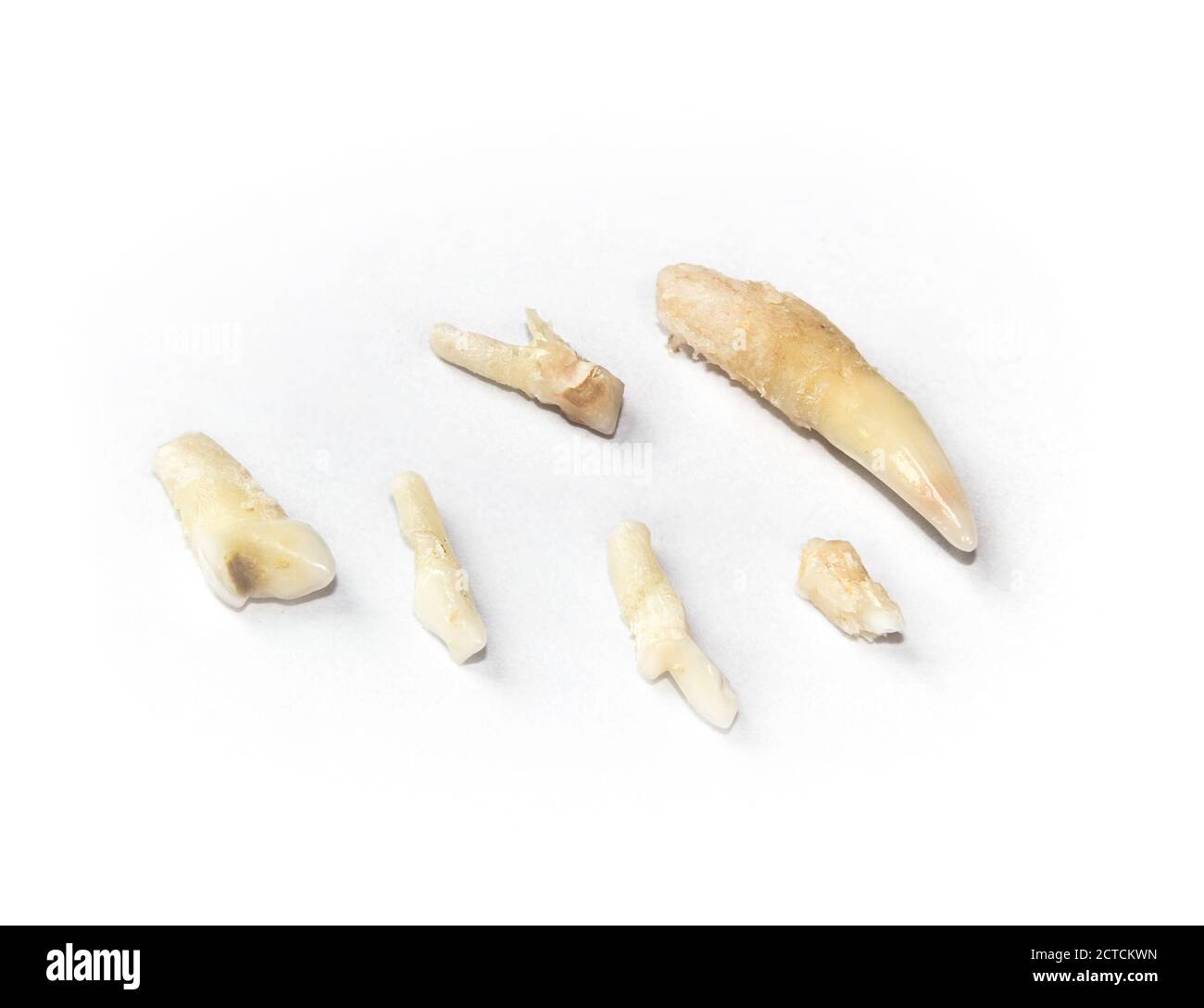 Multiple extracted teeth of cat or feline. Fangs or canine, premolar ...
