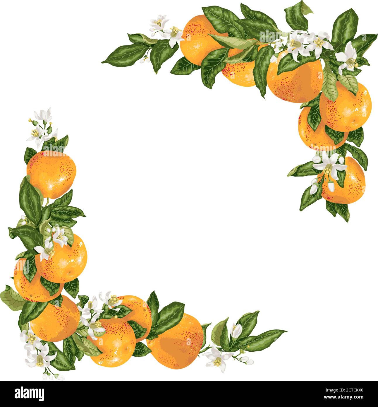 Vector grapefruit branches in a frame decoration in graphic design ...