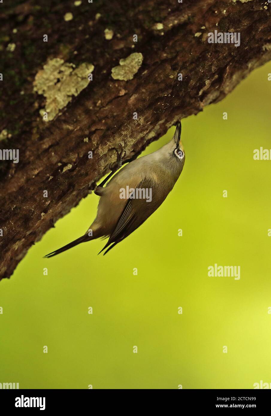 Christmas White-eye (Zosterops natalis) adult foraging for insects ...