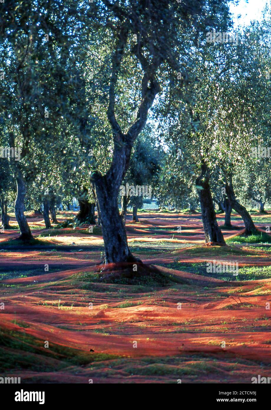 Olive tree cultivation hi-res stock photography and images - Alamy