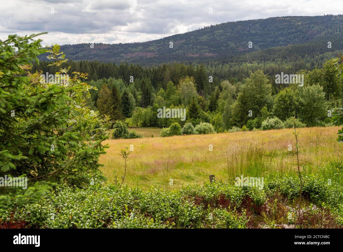 Idyllic scenery around the Bavarian Forest at early summer time Stock ...