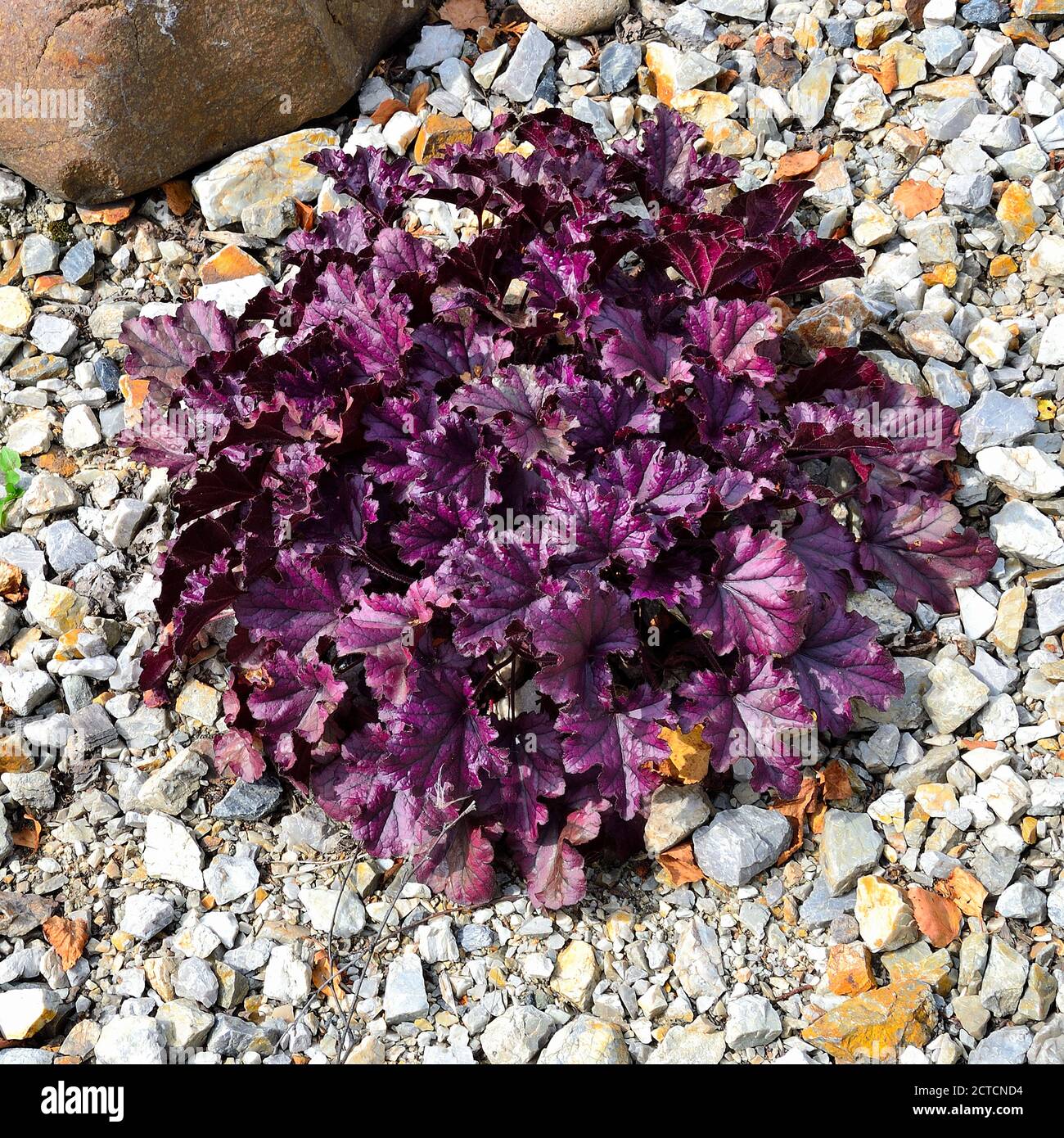 Heuchera x hybrida hi-res stock photography and images - Alamy