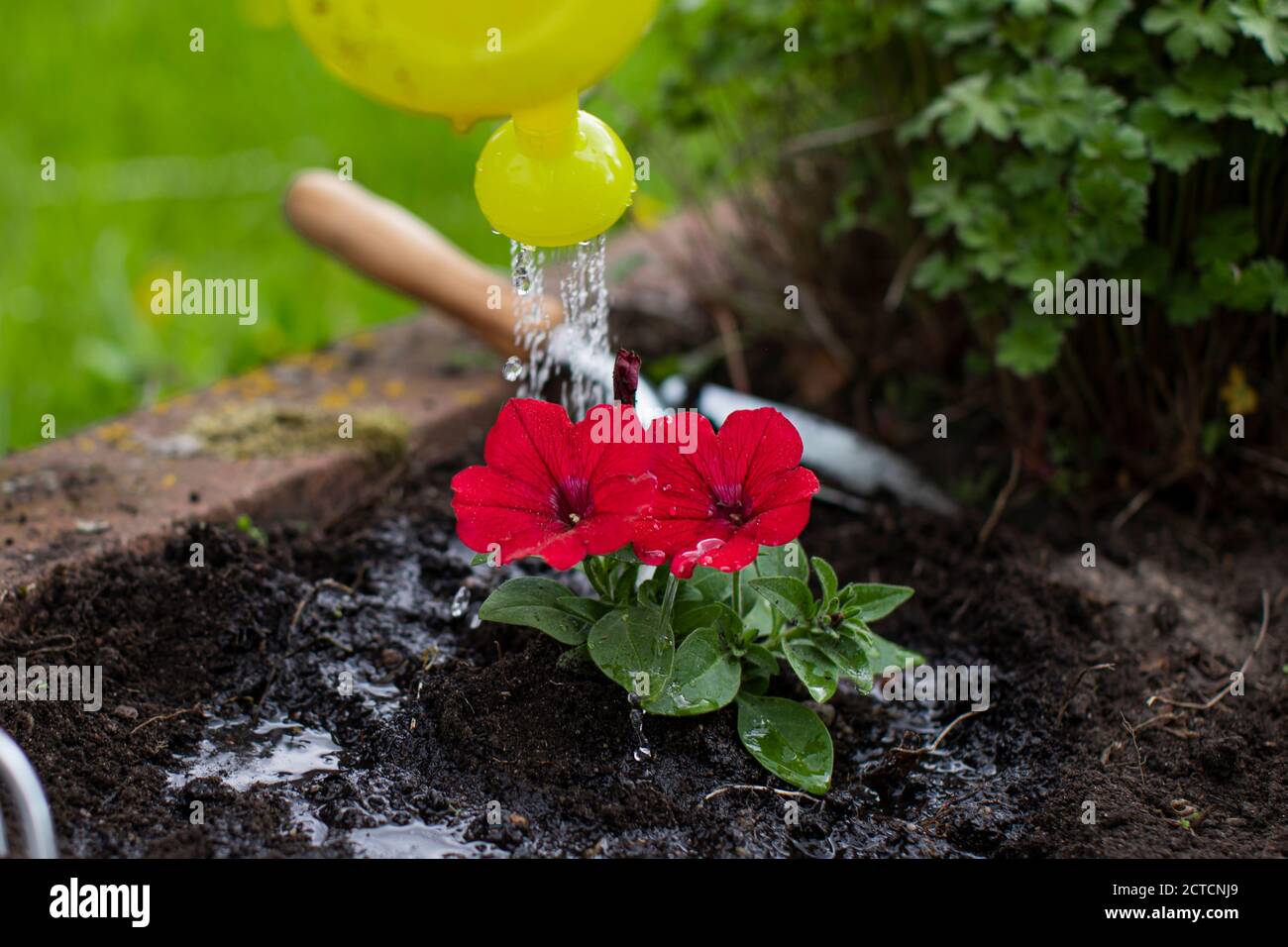 Woman hand planting flowers petunia hi-res stock photography and images ...