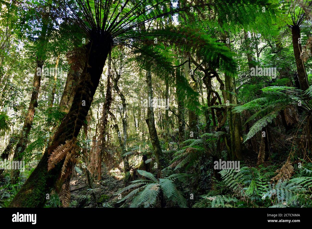 Australia forest mountains hi-res stock photography and images - Alamy