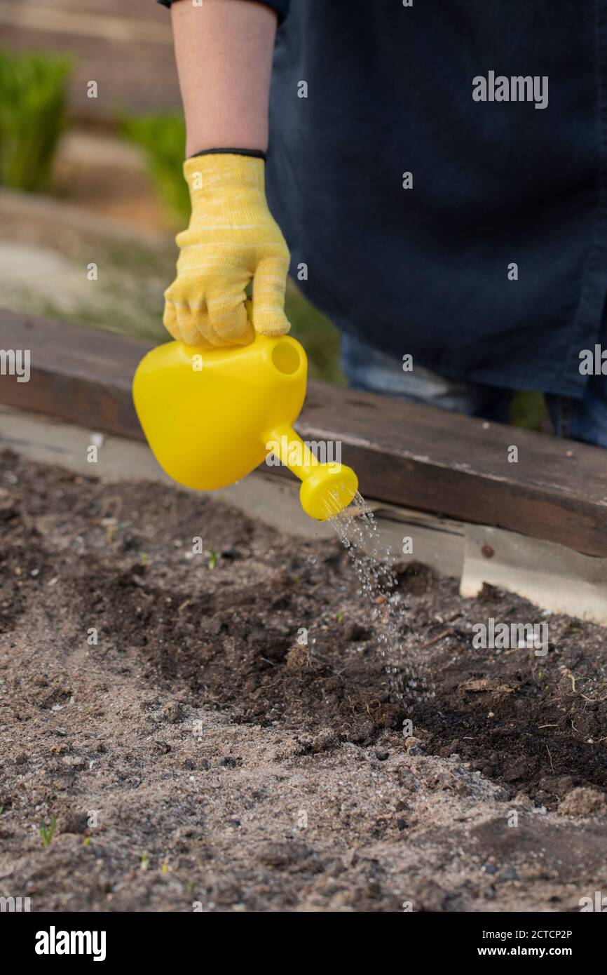 Close up gardener watering plants in outdoor raised bed, planting ...