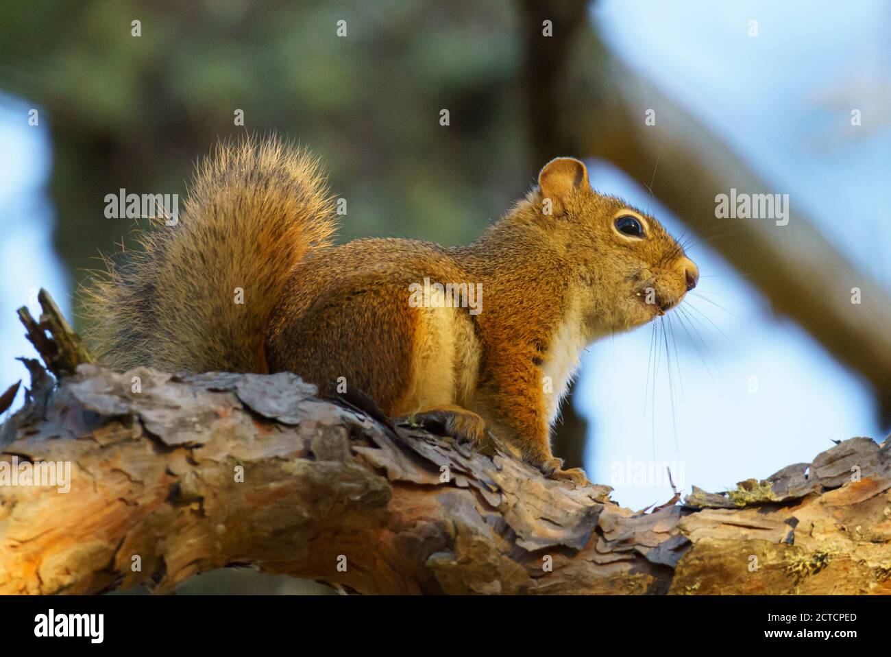An American red squirrel (Tamiasciurus hudsonicus) in a tree in the ...