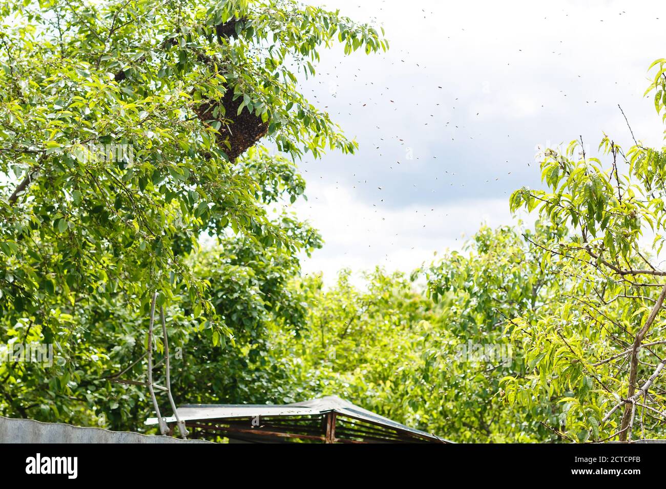 A swarm of bees sitting down on a branch of a birch tree Stock Photo ...