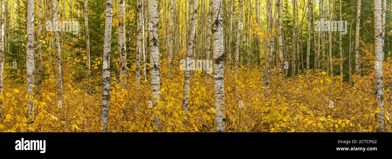 Poplar trees with fall colors in the Superior National Forest in ...